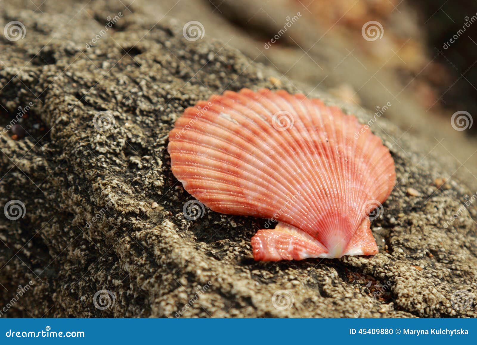 Sea shell stock photo. Image of holiday, resort, exotic - 45409880