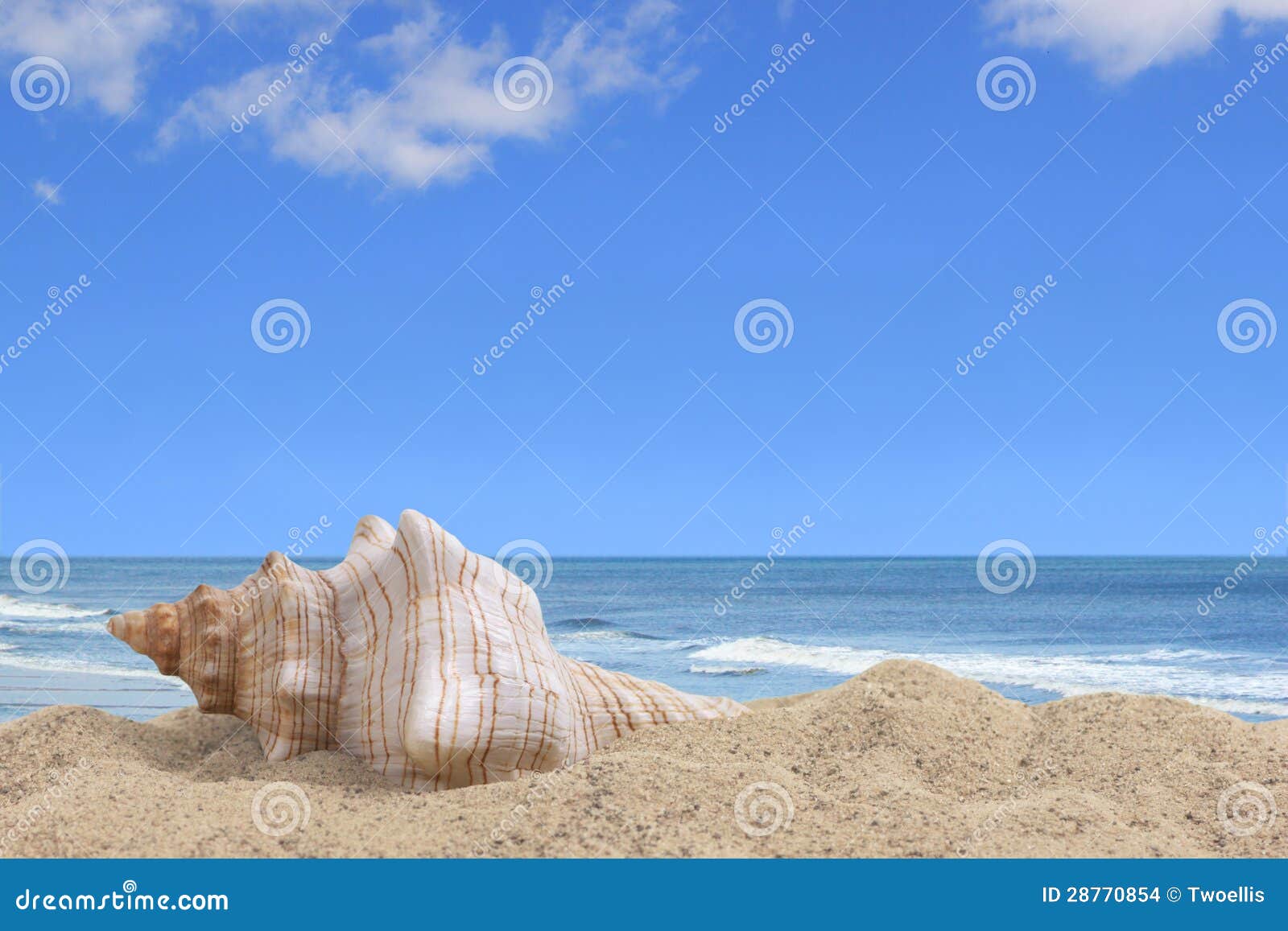Sea Shell by the Seashore stock photo. Image of blue - 28770854
