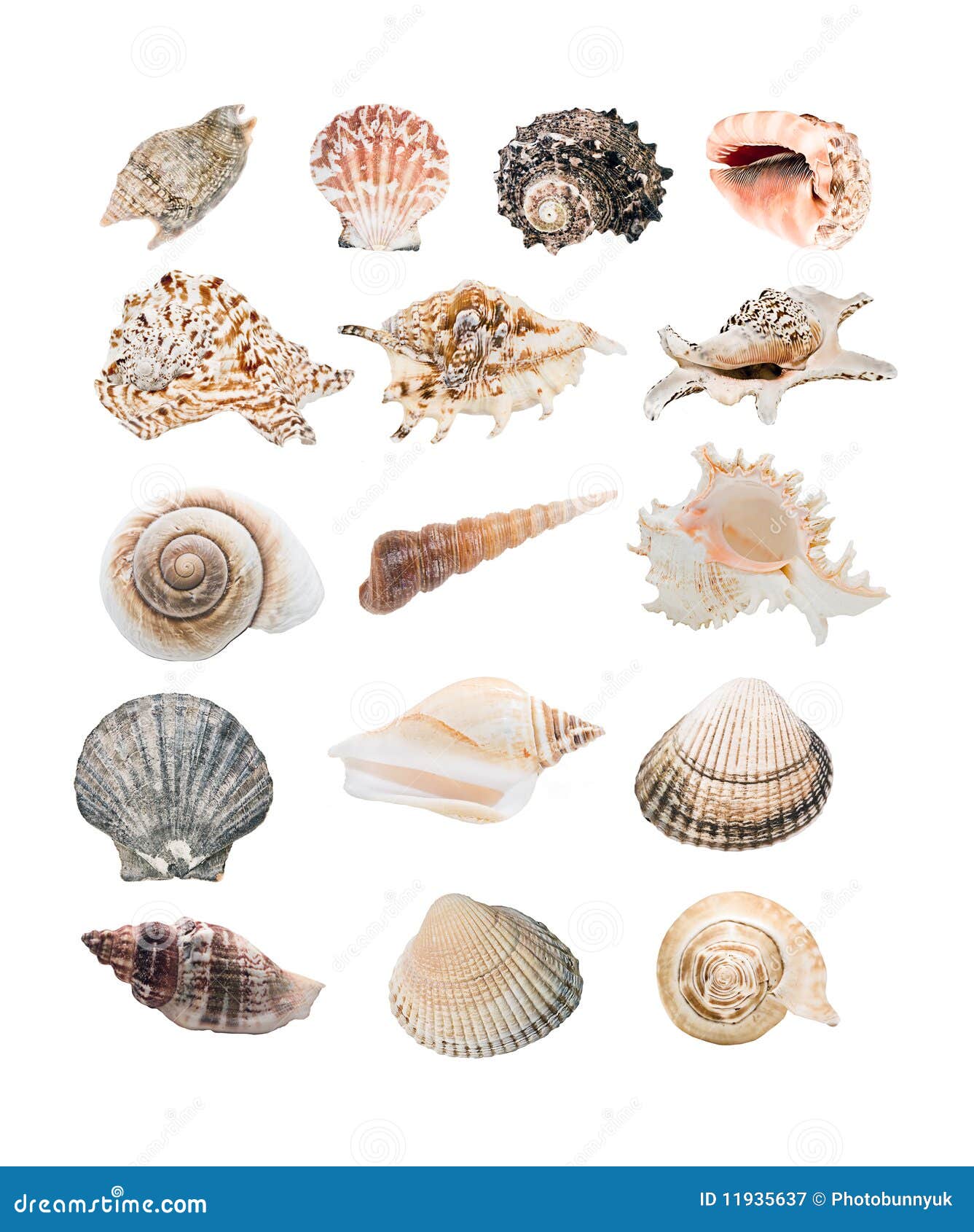 Sea Shell Selection stock image. Image of assortment - 11935637