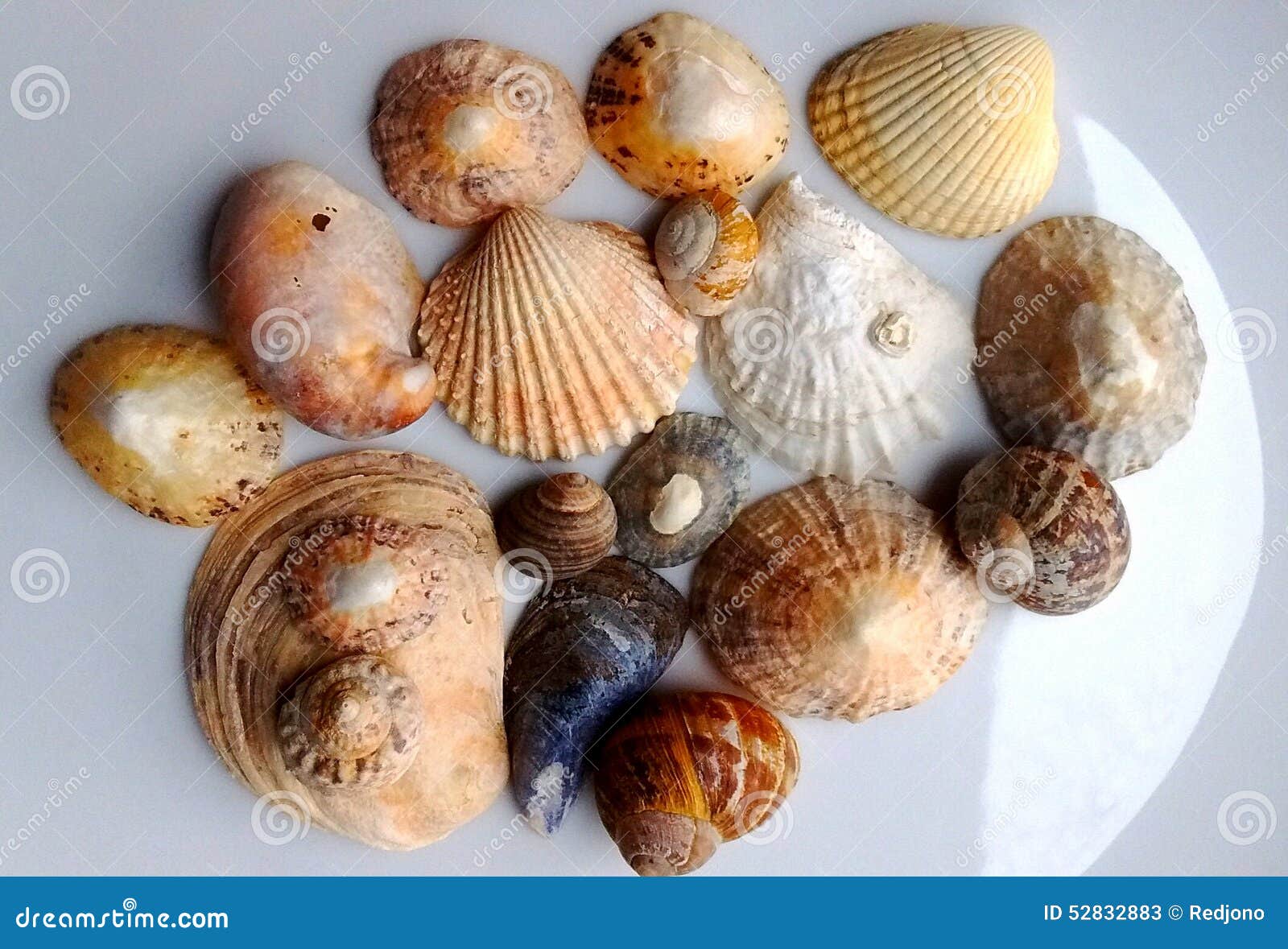 Sea shell selection stock image. Image of nature, design - 52832883
