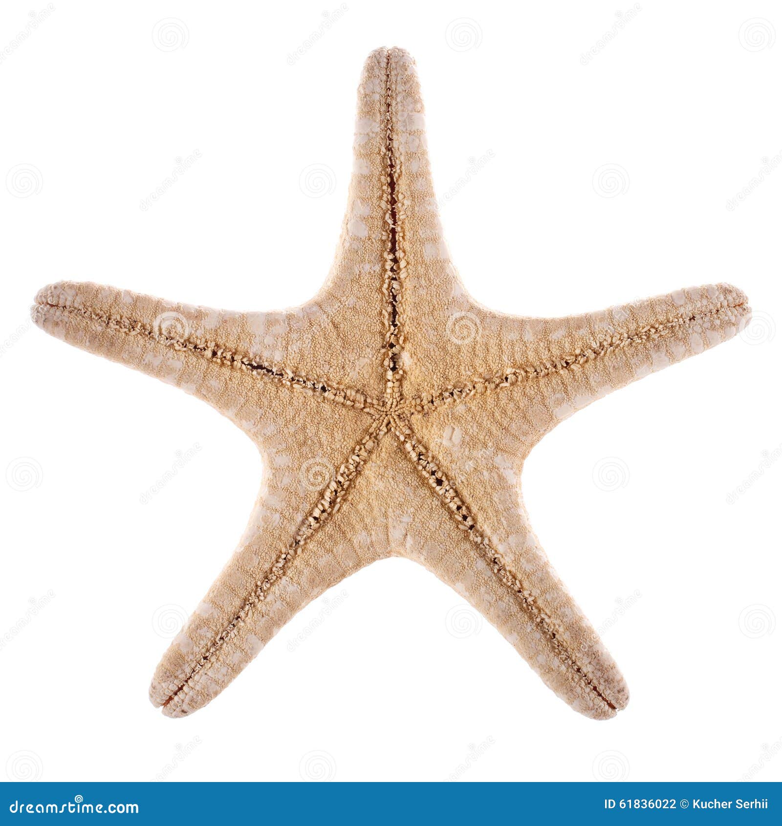 Sea Shell in the Shape of Star Isolated Stock Photo - Image of closeup ...