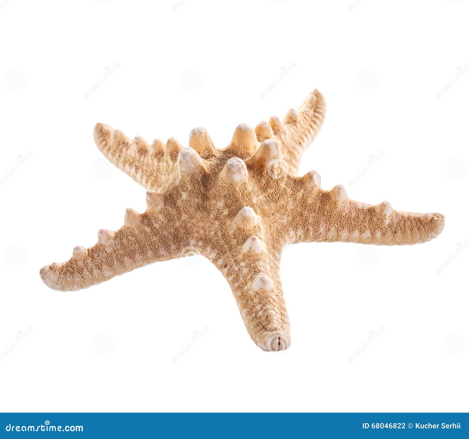 Sea Shell in the Shape of Star Isolated Stock Photo - Image of mollusk ...