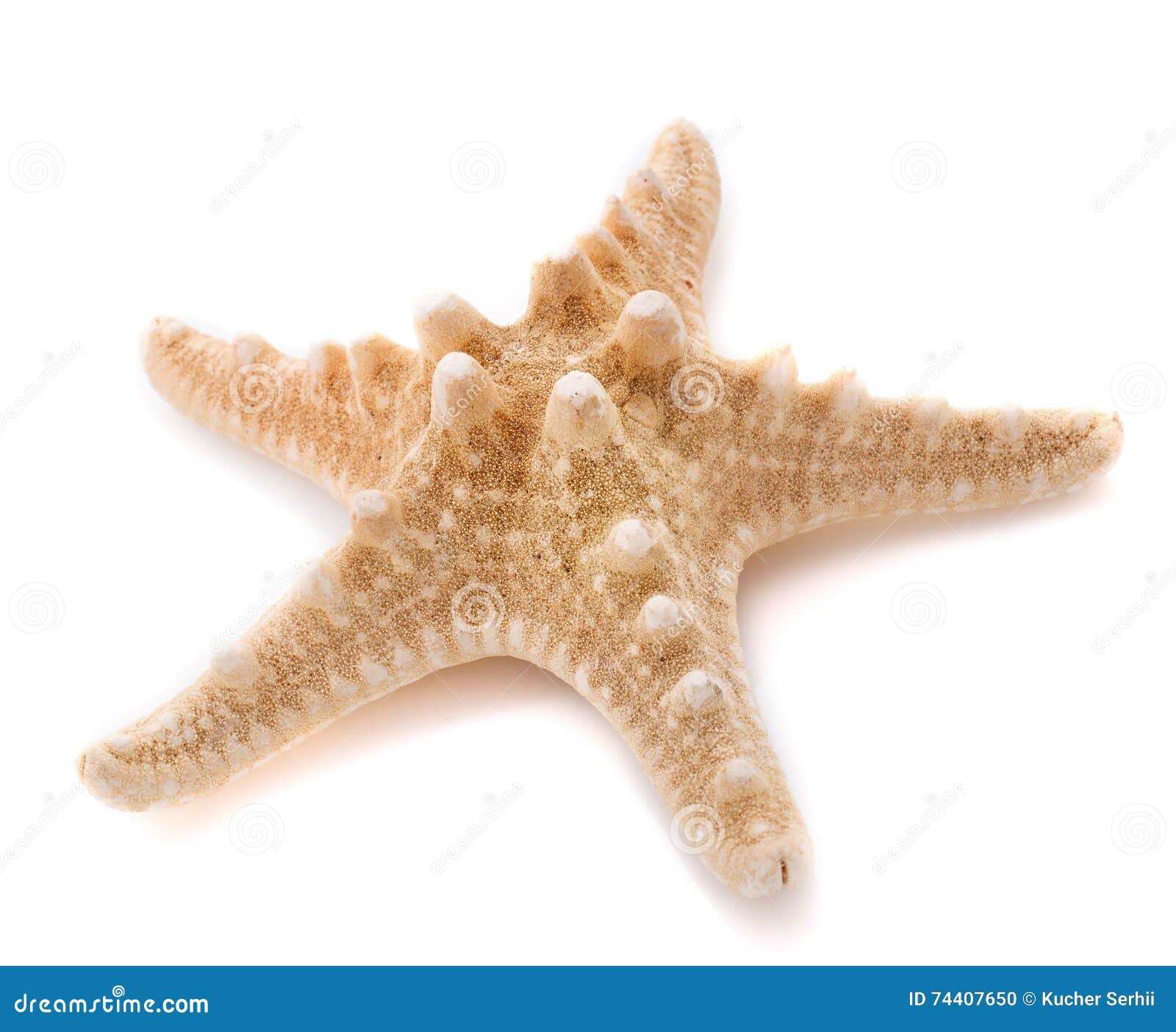 Sea Shell in the Shape of Star Isolated Stock Photo - Image of ...