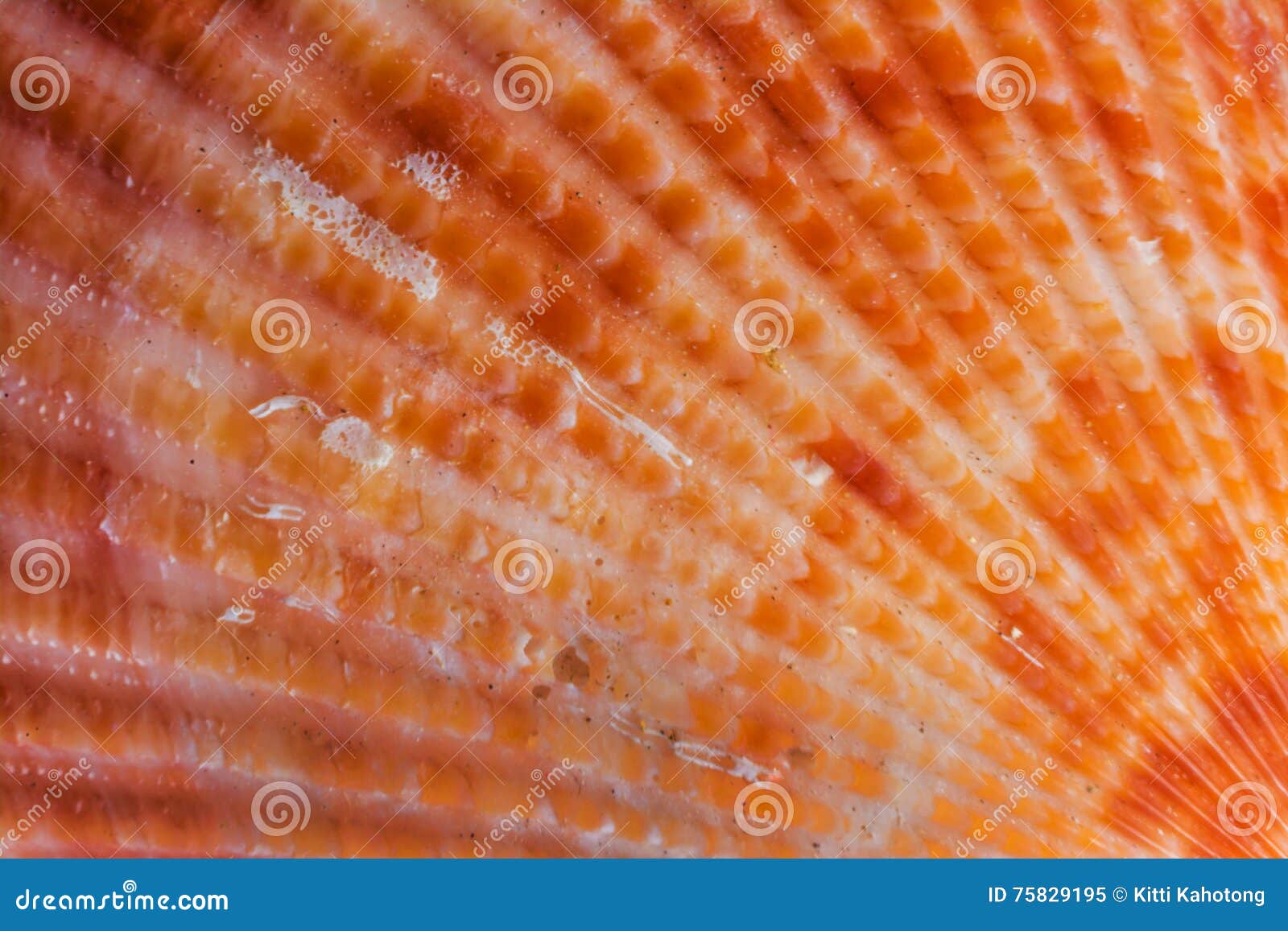 Sea Shell or Shell Fish Close Up Stock Image - Image of beach, life ...