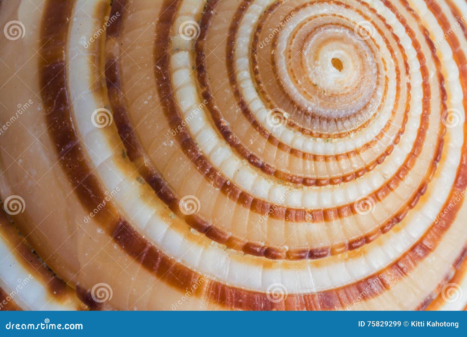 Sea Shell or Shell Fish Close Up Stock Image - Image of summer ...