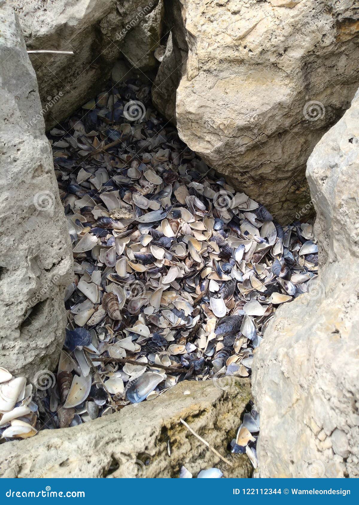 Sea shell stock photo. Image of blue, cave, white, shell - 122112344