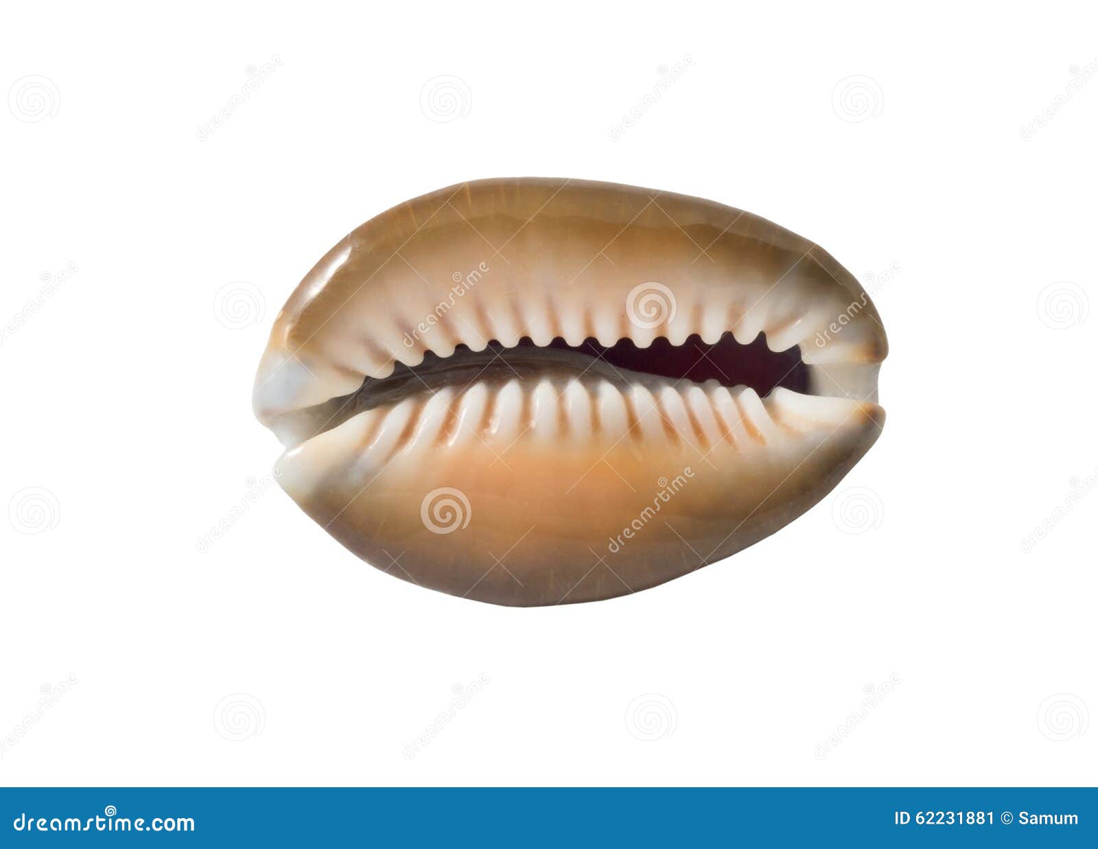 The sea shell stock image. Image of coast, crustacean - 62231881