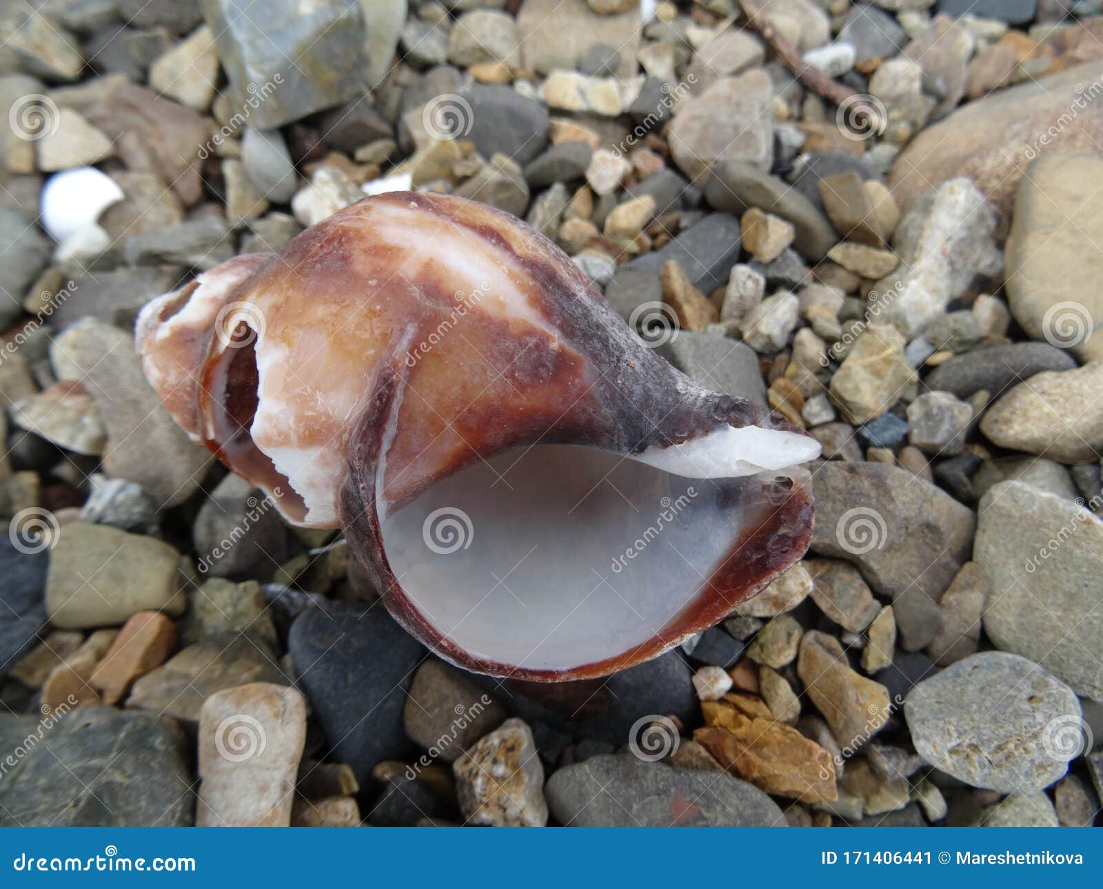 Sea shell on shingle stock image. Image of nature, ocean - 171406441