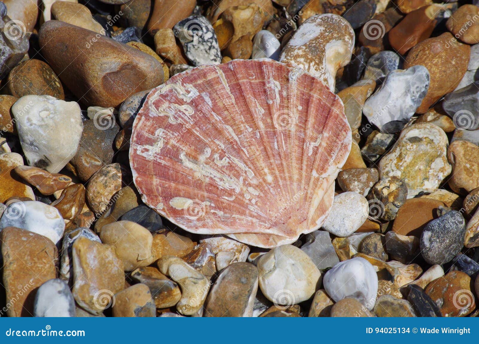 Sea Shell on the Shingle Shore Stock Photo - Image of holiday, desktop ...