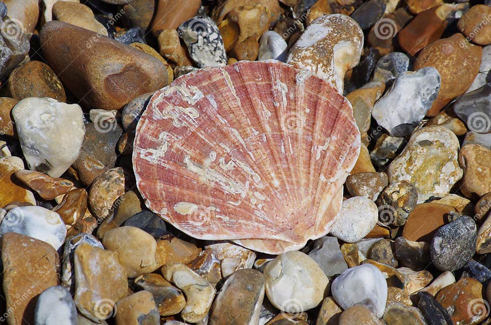 Sea Shell on the Shingle Shore Stock Photo - Image of holiday, desktop ...