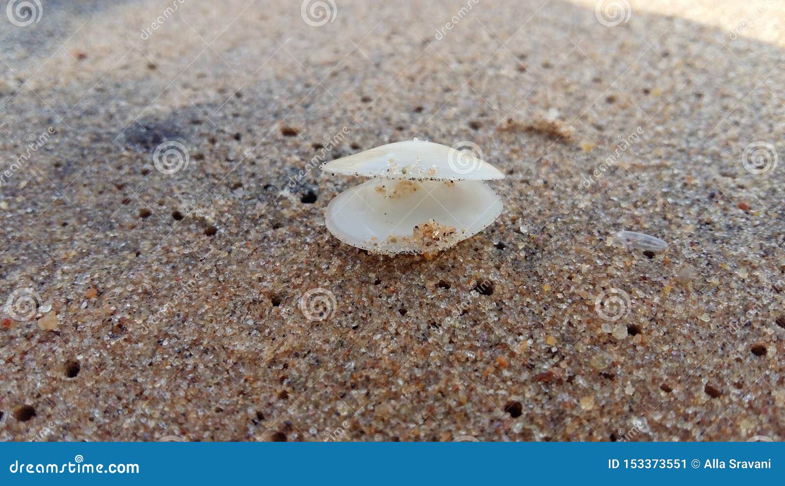 Sea shell on the sea shore stock image. Image of human - 153373551