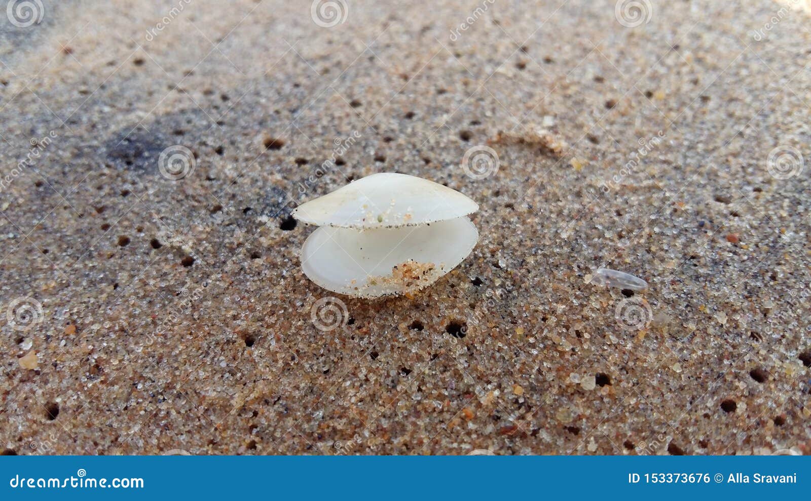 Sea shell on the sea shore stock photo. Image of pradesh - 153373676