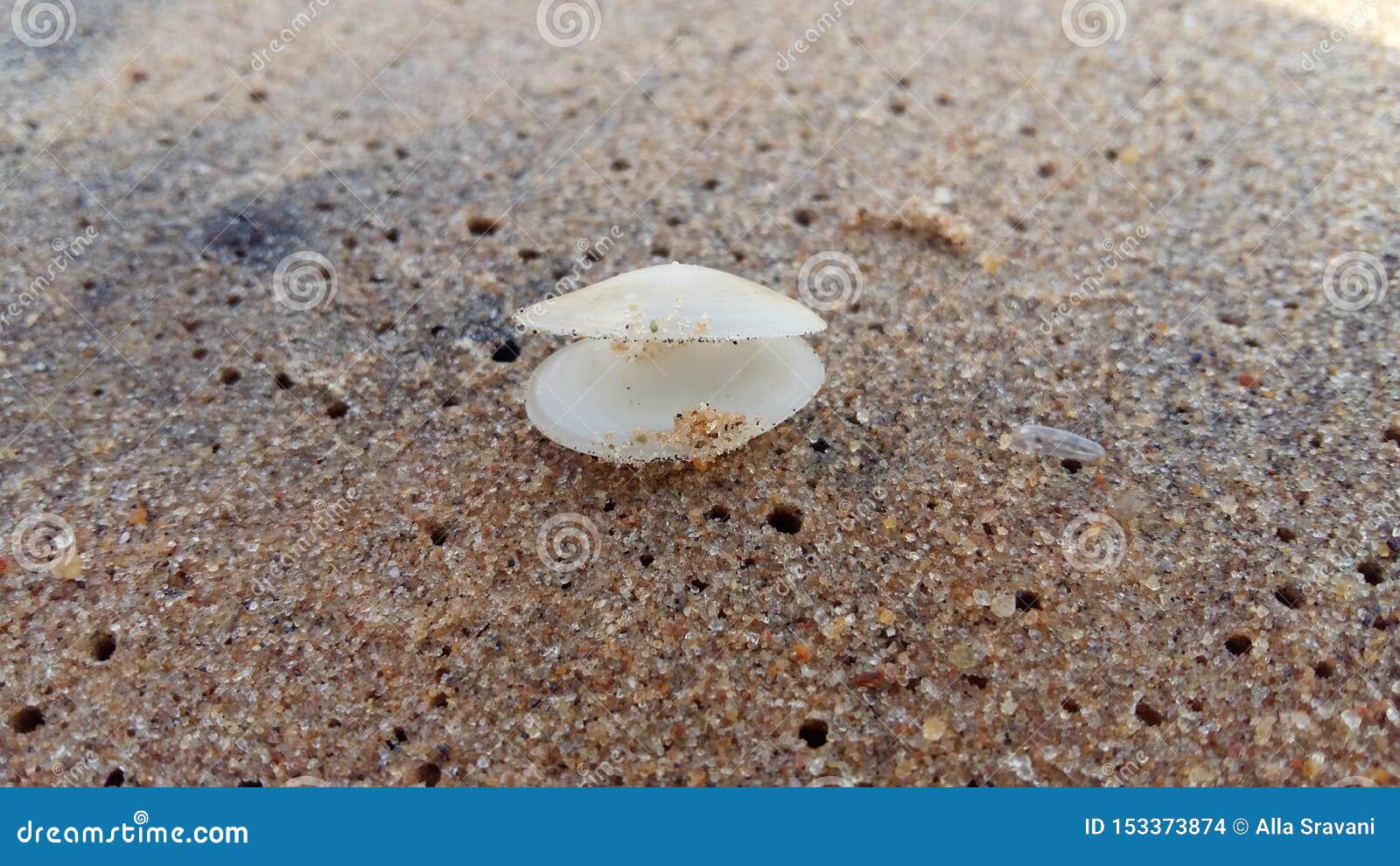 Sea shell on the sea shore stock photo. Image of pradesh - 153373874