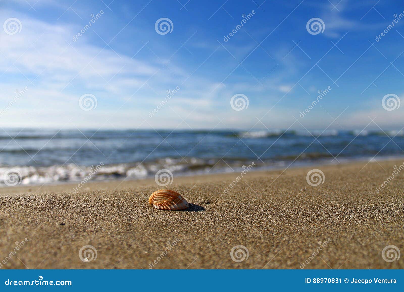 Sea Shell on a Shoreline in a Sunny Day Stock Image - Image of sunny ...