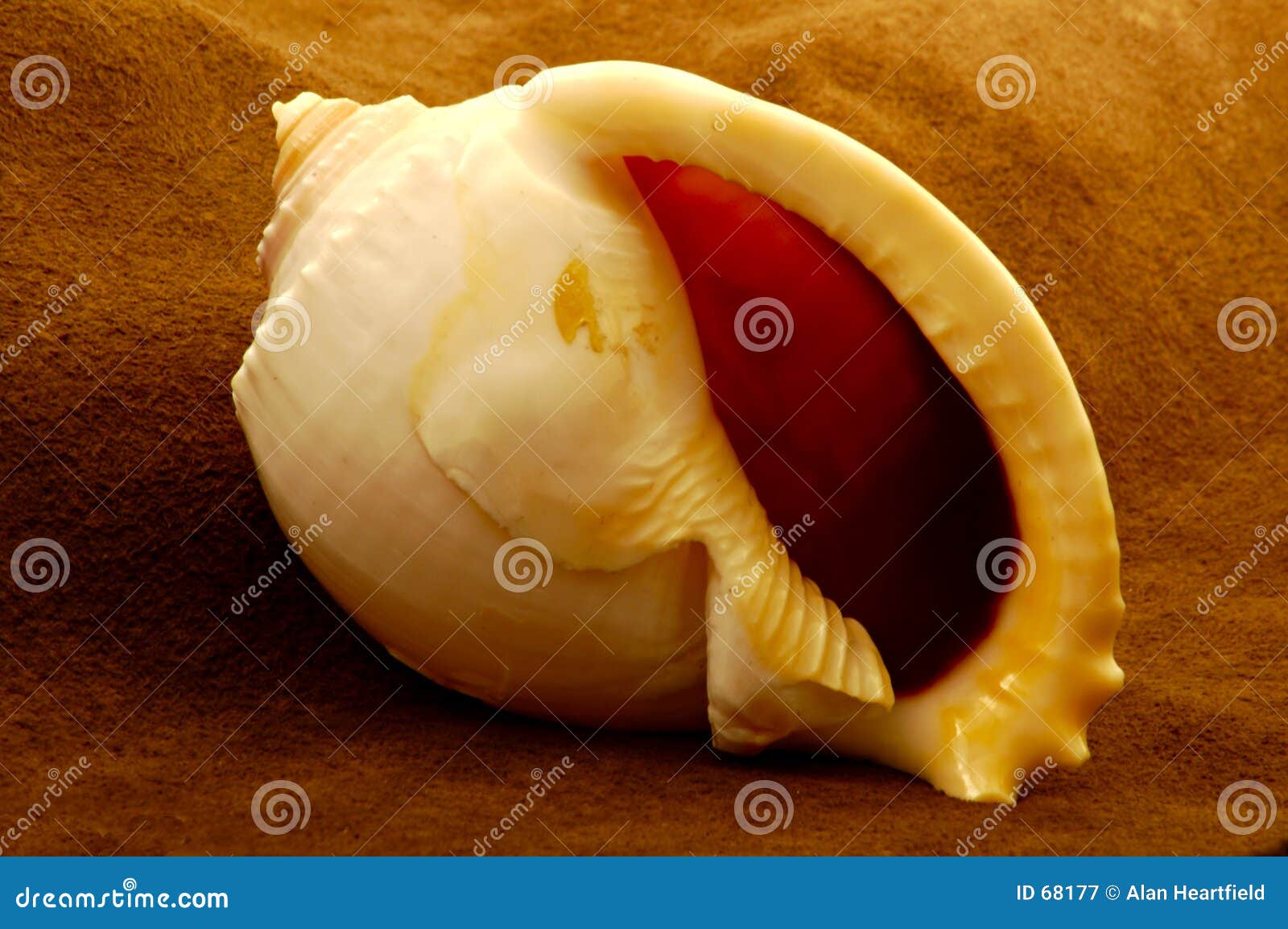 Sea Shell Side stock image. Image of crust, case, skeleton - 68177
