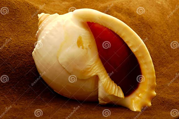 Sea Shell Side stock image. Image of crust, case, skeleton - 68177