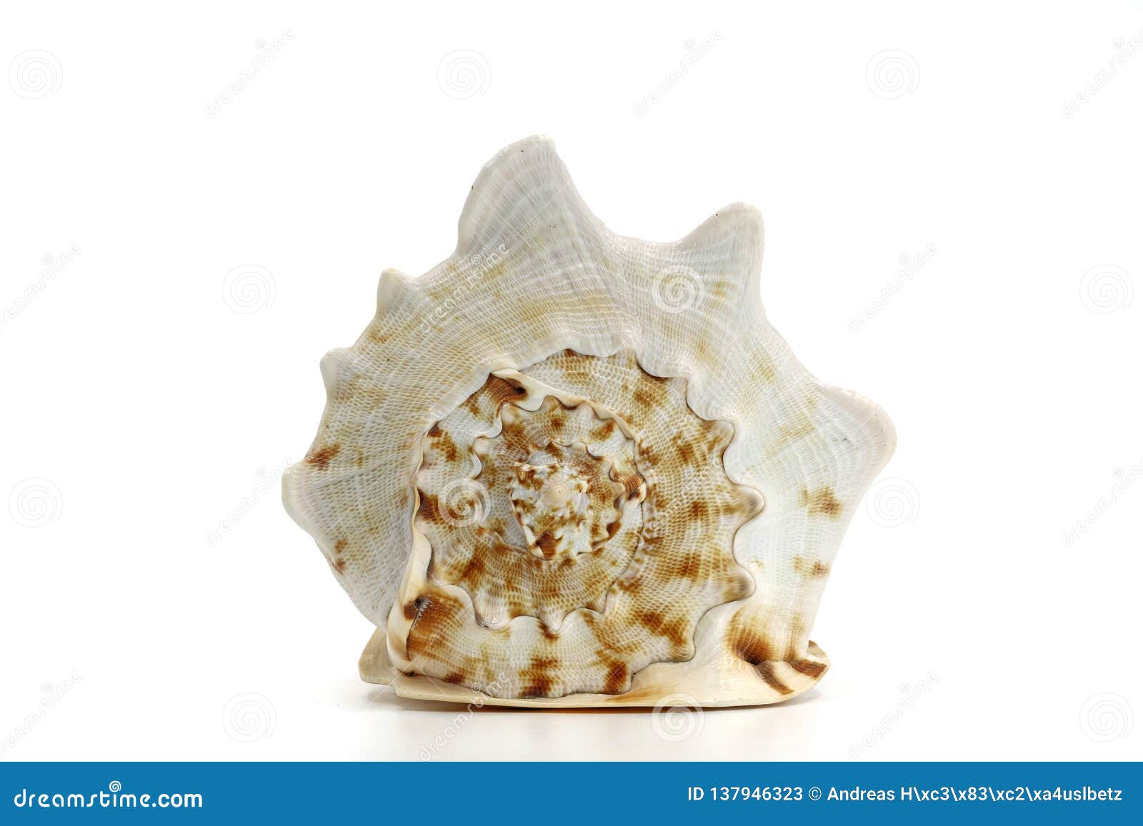 Sea Shell Side View Isolated on White Stock Image - Image of gastropod ...