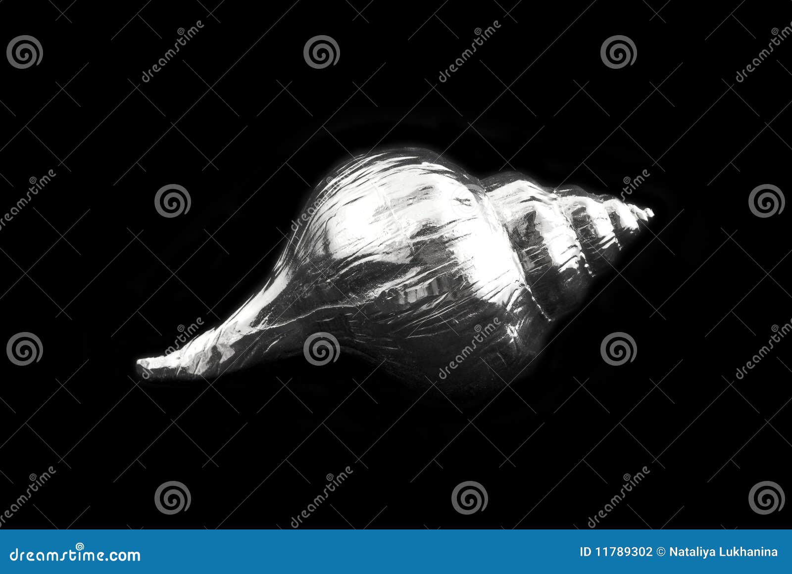 Sea shell silver color stock photo. Image of oyster, background - 11789302