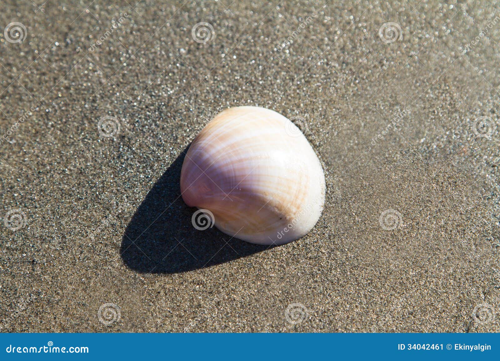 Sea Shell stock image. Image of clear, sand, view, single - 34042461
