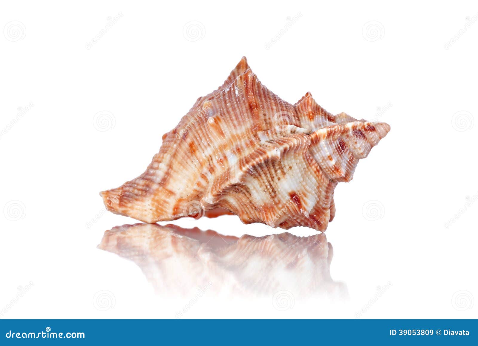 Sea shell stock image. Image of life, conk, shell, white - 39053809