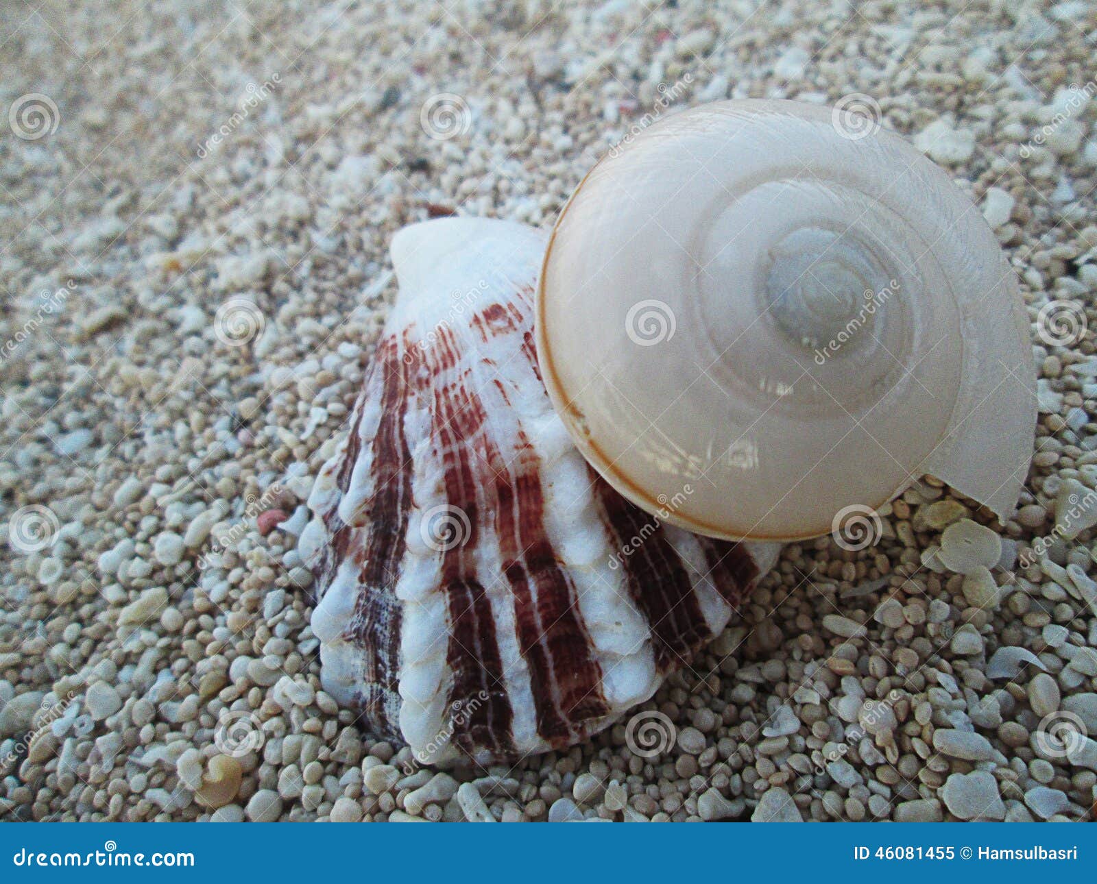 Sea Shell on the Small Beach Stone Stock Image - Image of spirals ...