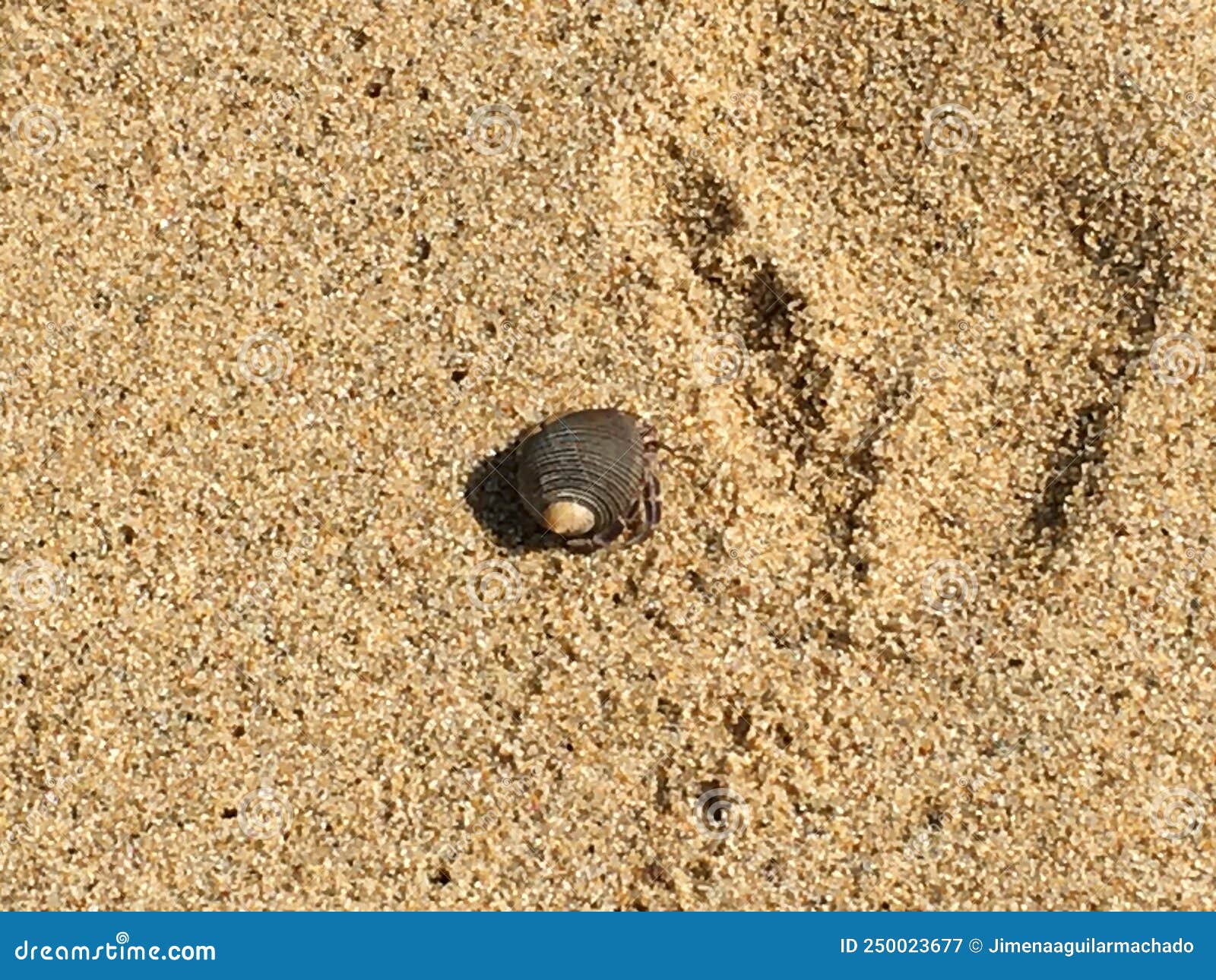 Sea Shell with a Small Crab Stock Image - Image of mexico, life: 250023677