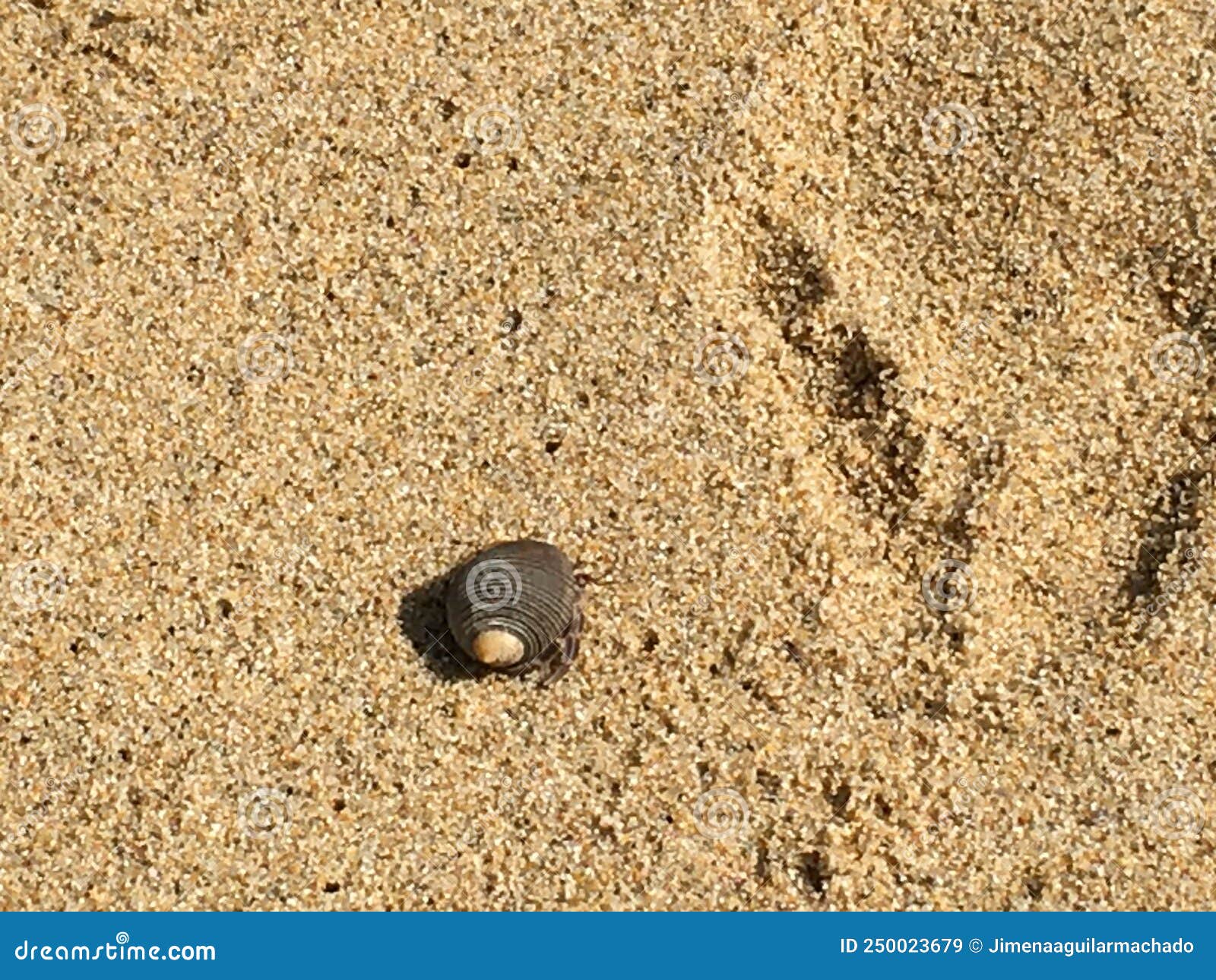 Sea Shell with a Small Crab Stock Image - Image of beach, life: 250023679