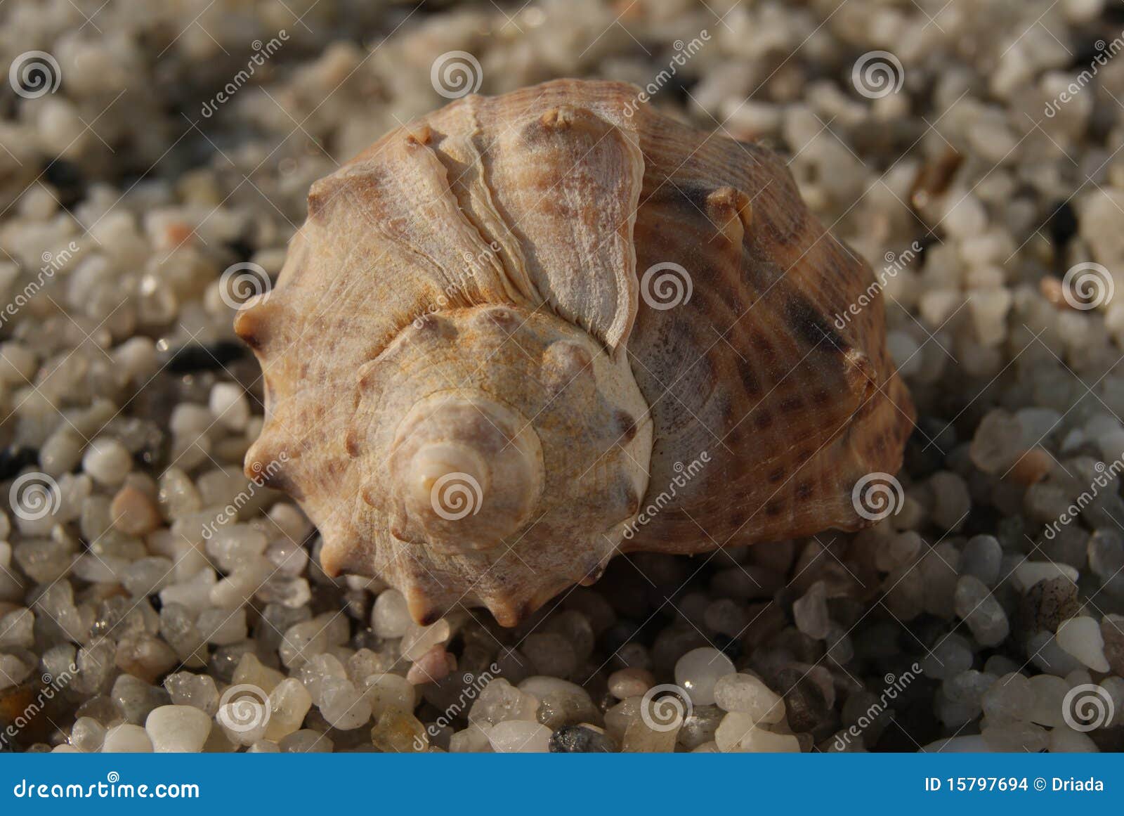 Sea Shell on a Small Pebble Shined with Rising Sun Stock Photo - Image ...