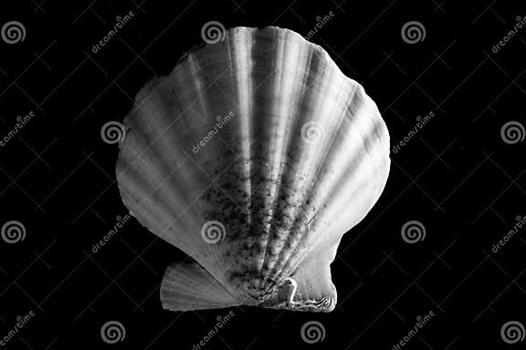 Sea shell stock photo. Image of color, cockleshell, cockle - 86598316