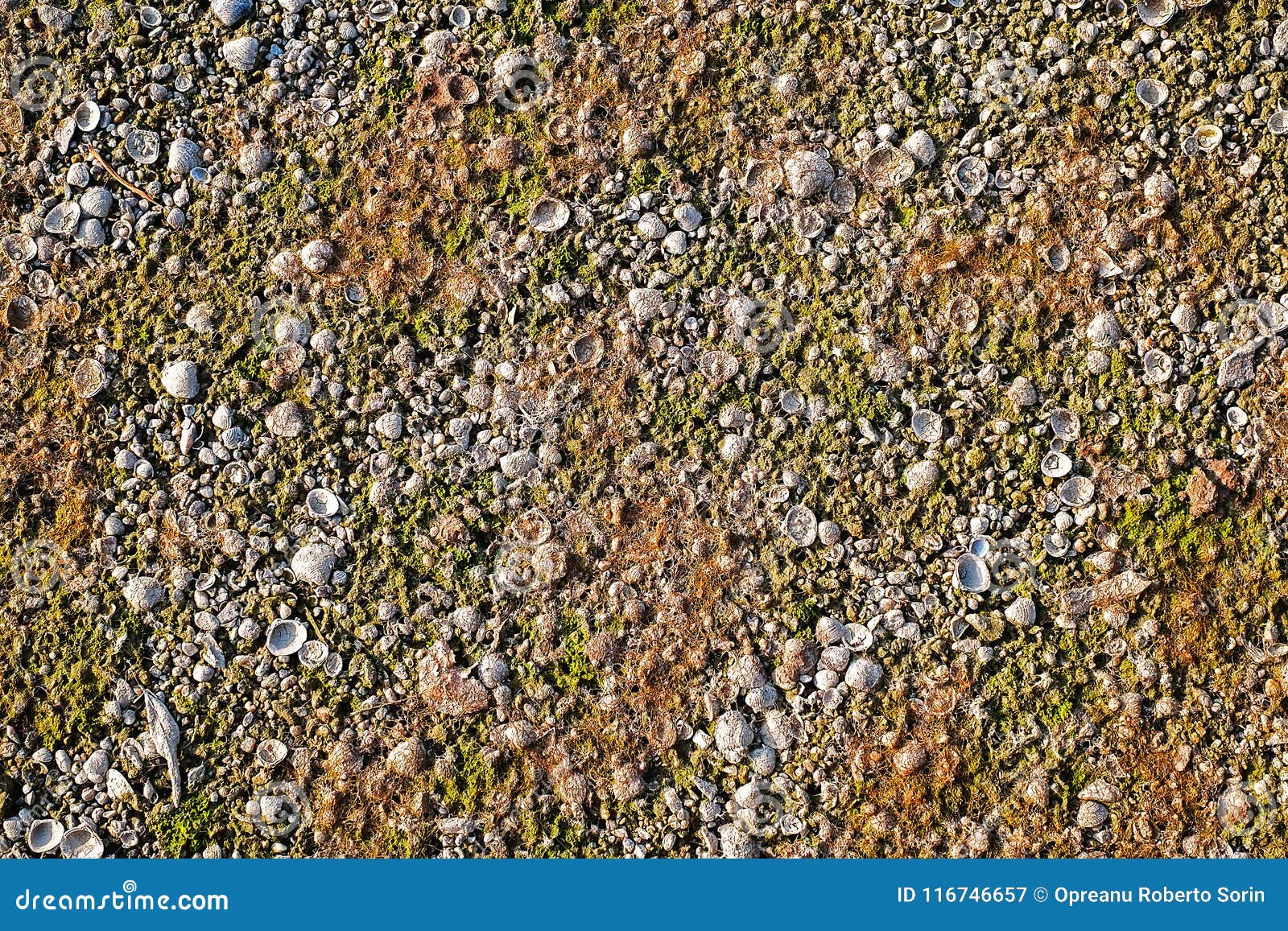 Sea Shell and Snail Shell Covered with Algae on the Beach Stock Image ...