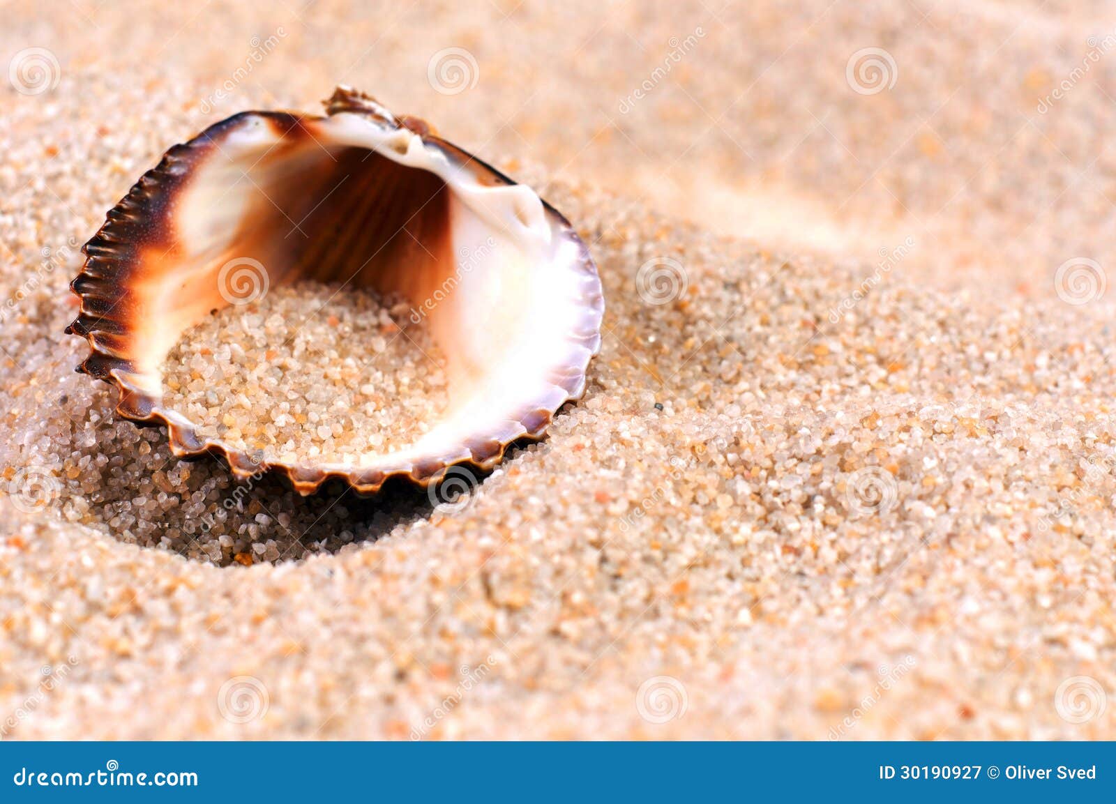 Sea shell in soft sand stock image. Image of natural - 30190927