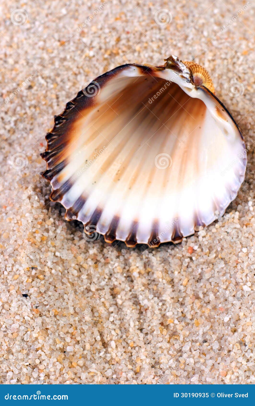 Sea shell in soft sand stock image. Image of nature, beach - 30190935