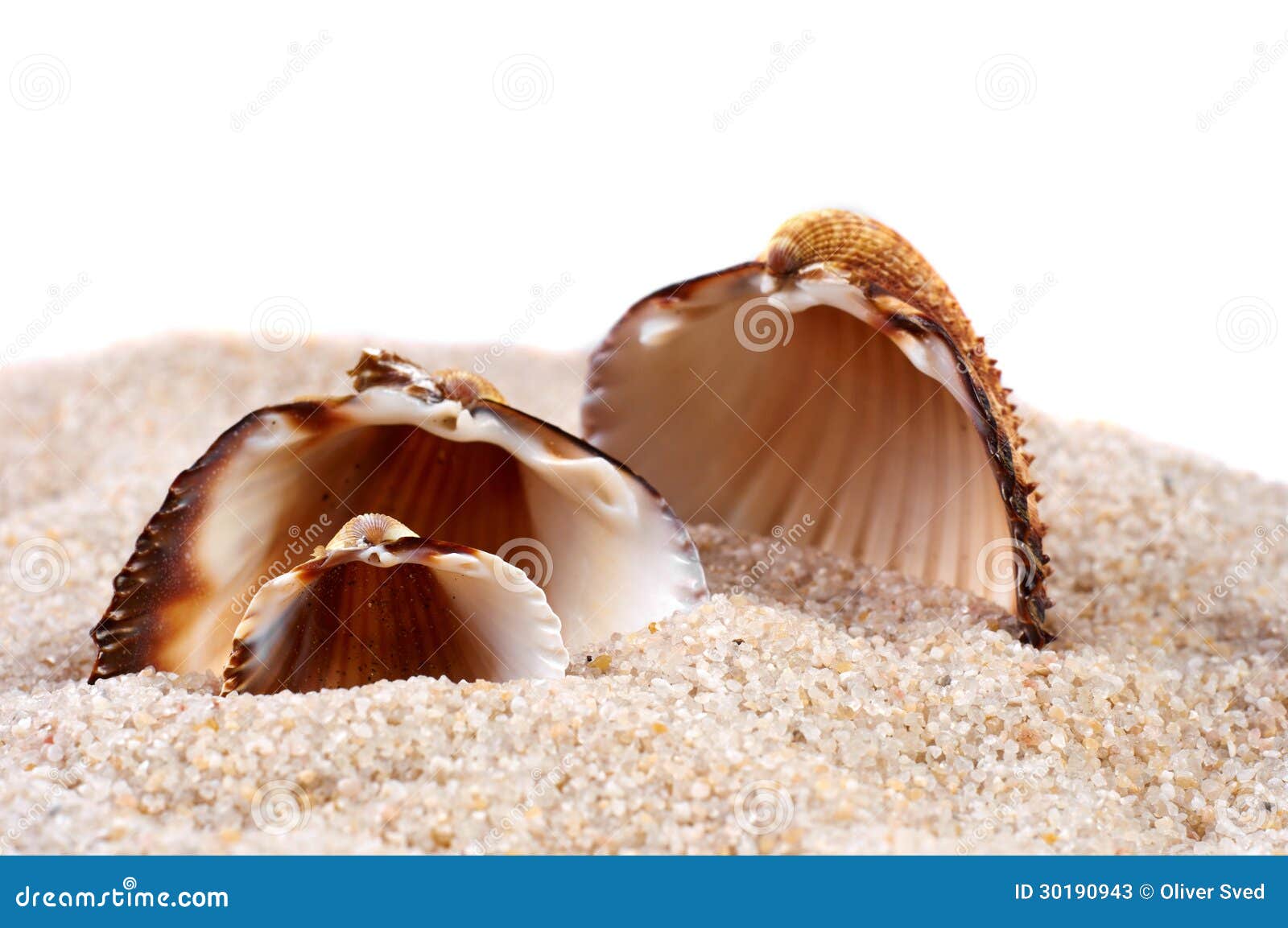 Sea shell in soft sand stock image. Image of macro, seashell - 30190943