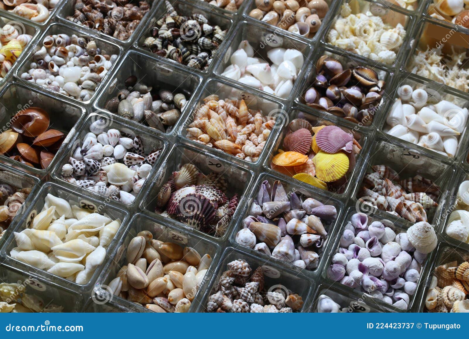 Sea Shell Souvenir Shop in Taiwan Stock Image - Image of store, trinket ...