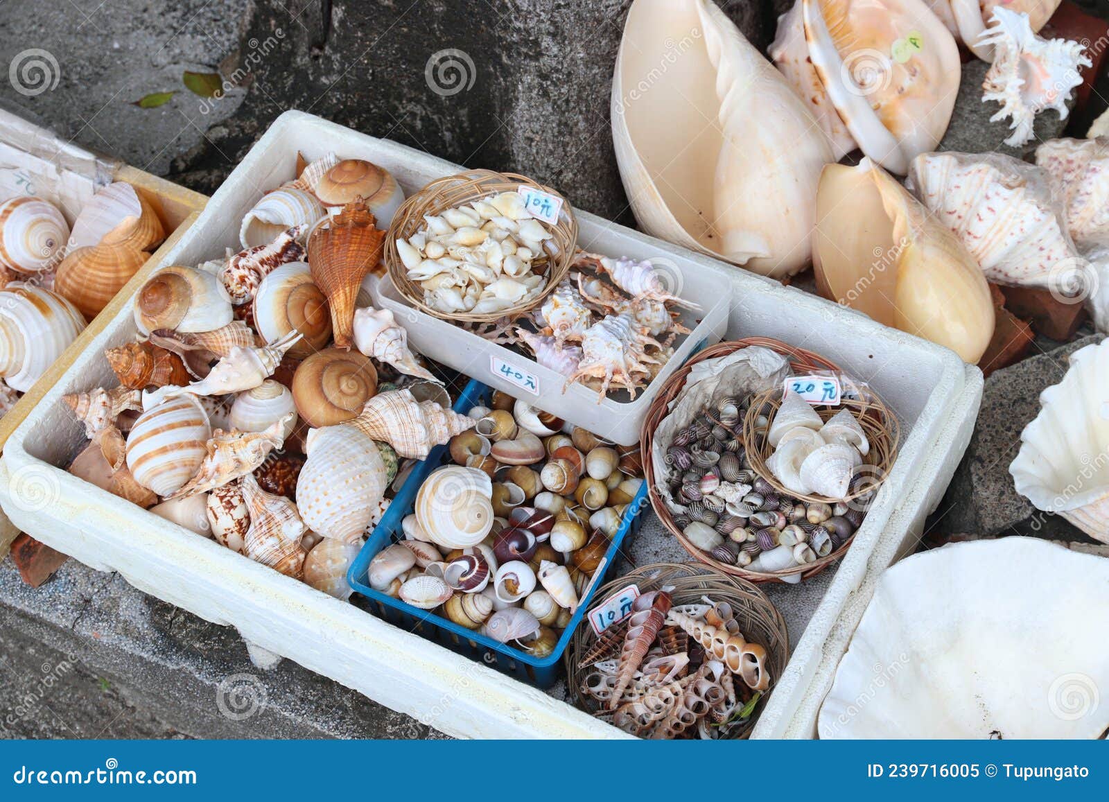 Sea Shell Souvenirs in Kenting, Taiwan Stock Image - Image of ...