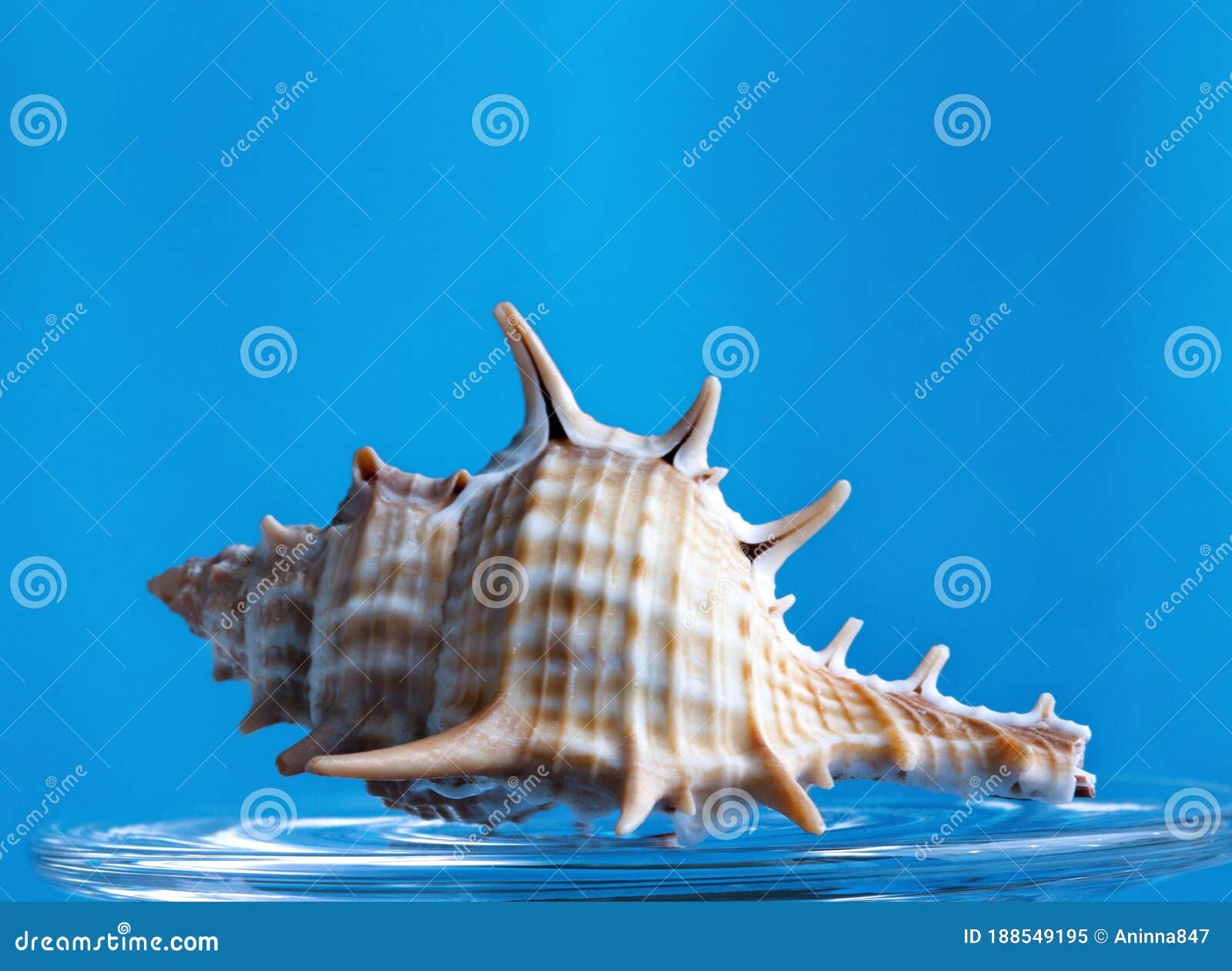 Sea Shell Spikes Blue Background Stock Photos - Free & Royalty-Free ...
