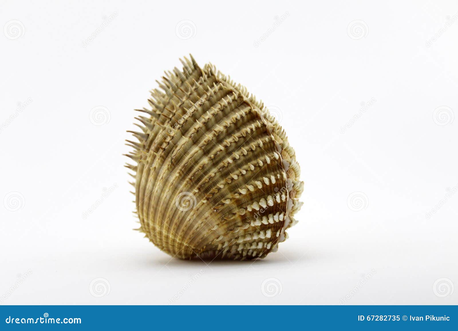 Sea shell stock image. Image of cockleshell, background - 67282735