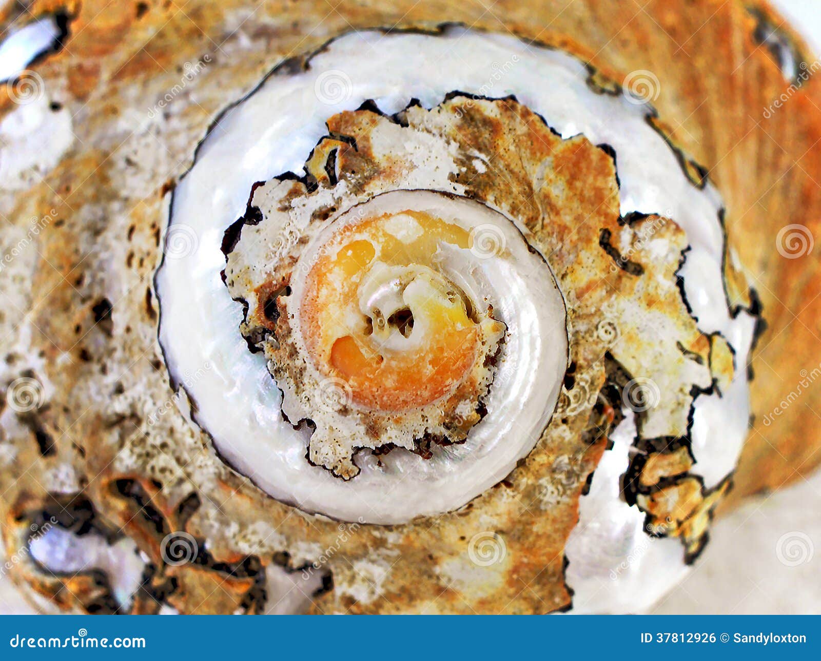 Sea Shell Spiral stock photo. Image of zones, marine - 37812926