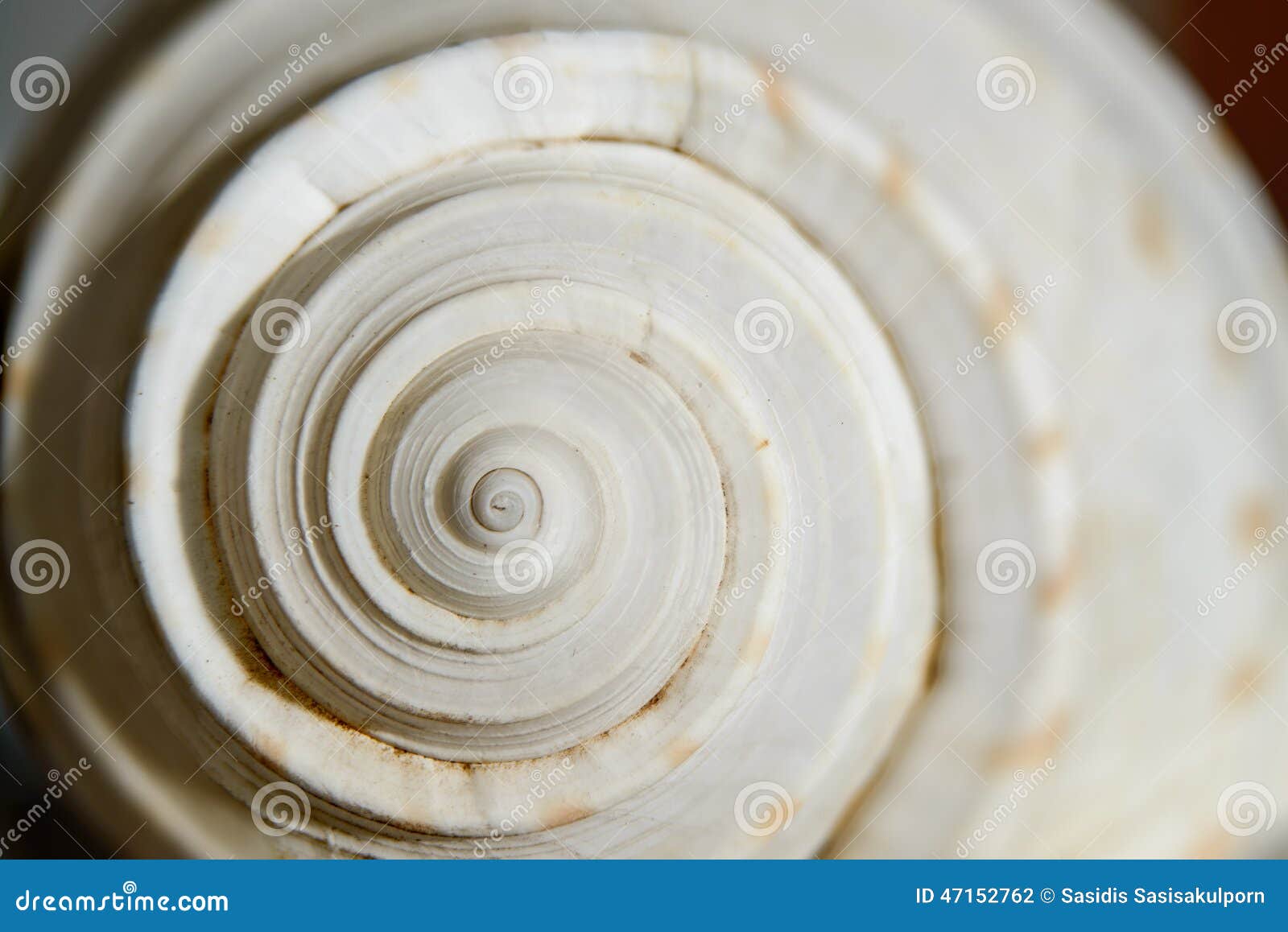 Sea shell spiral stock photo. Image of shells, nature - 47152762