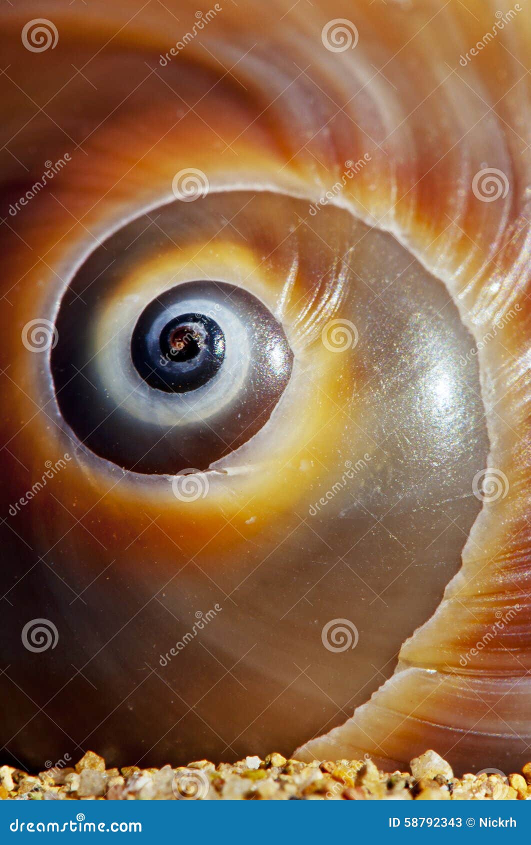 Sea Shell Spiral stock image. Image of marine, pattern - 58792343