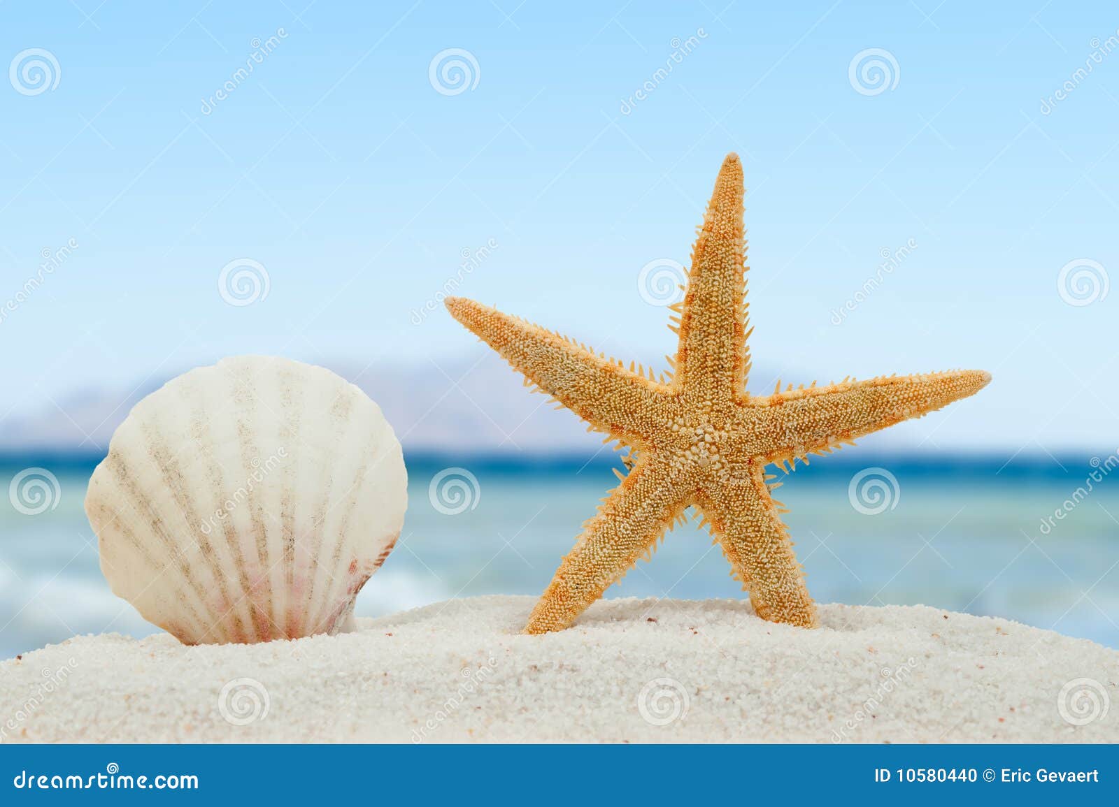 Sea Shell and Starfish on the Beach Stock Photo - Image of coast ...