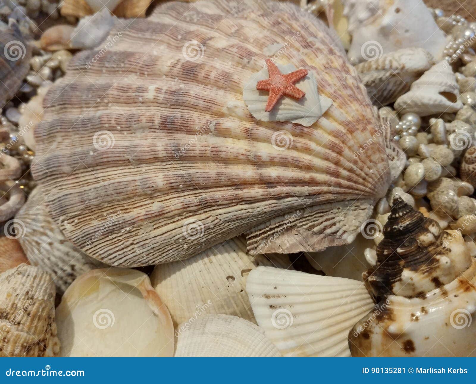 Sea shell and starfish stock image. Image of collection - 90135281