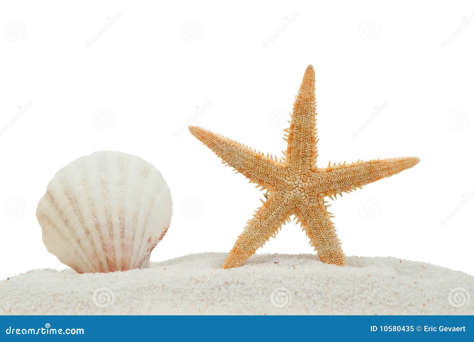 Sea Shell and Starfish on Sand Isolated Stock Image - Image of leisure ...