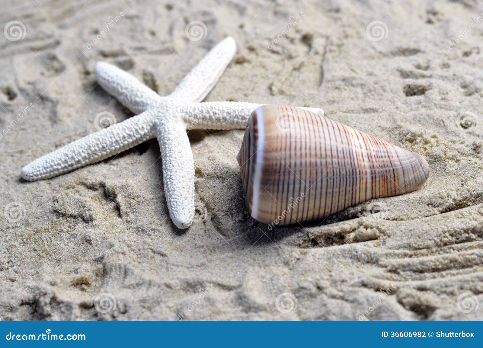 A sea shell and starfish stock photo. Image of size, lines - 36606982