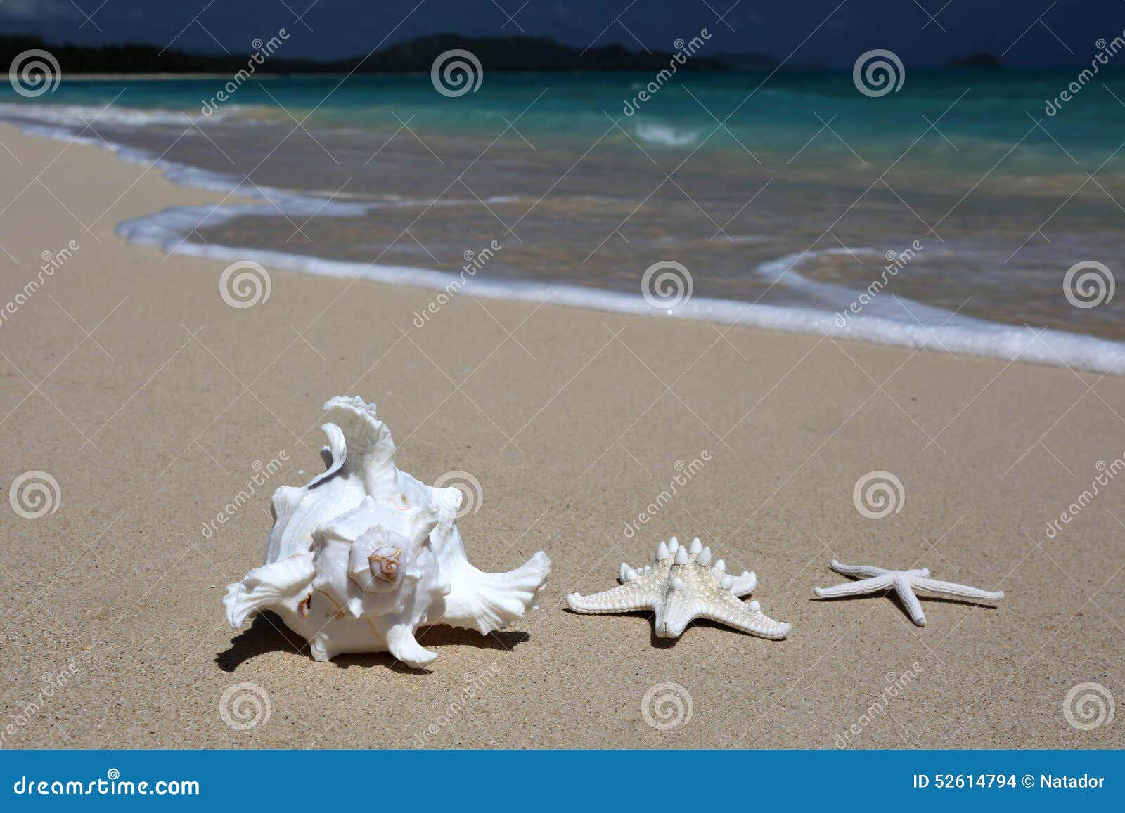 Sea Shell Starfish Sandy Beach Stock Photo - Image of sandy, starfish ...