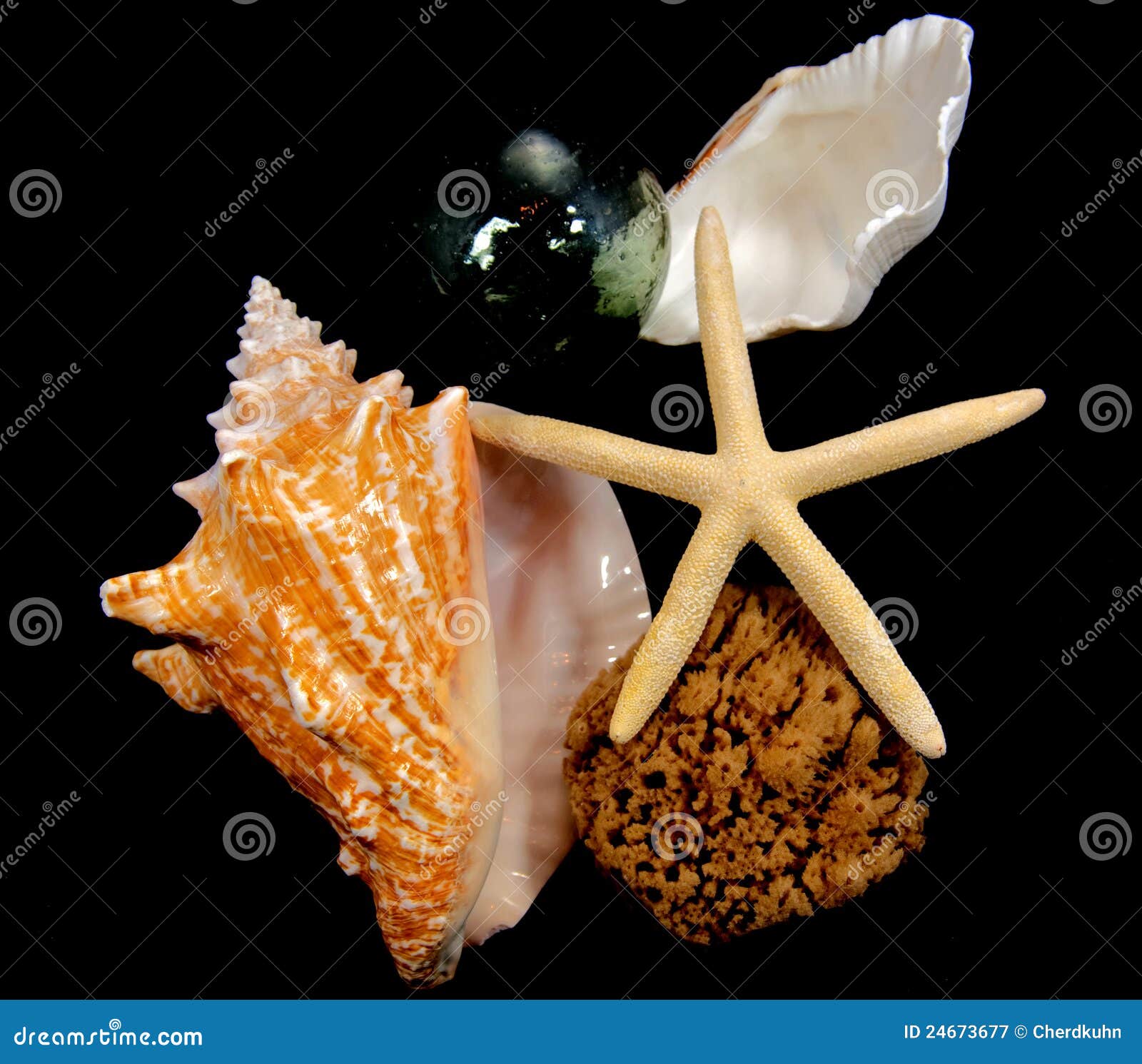 Sea Shell Still-Life stock image. Image of sponge, starfish - 24673677