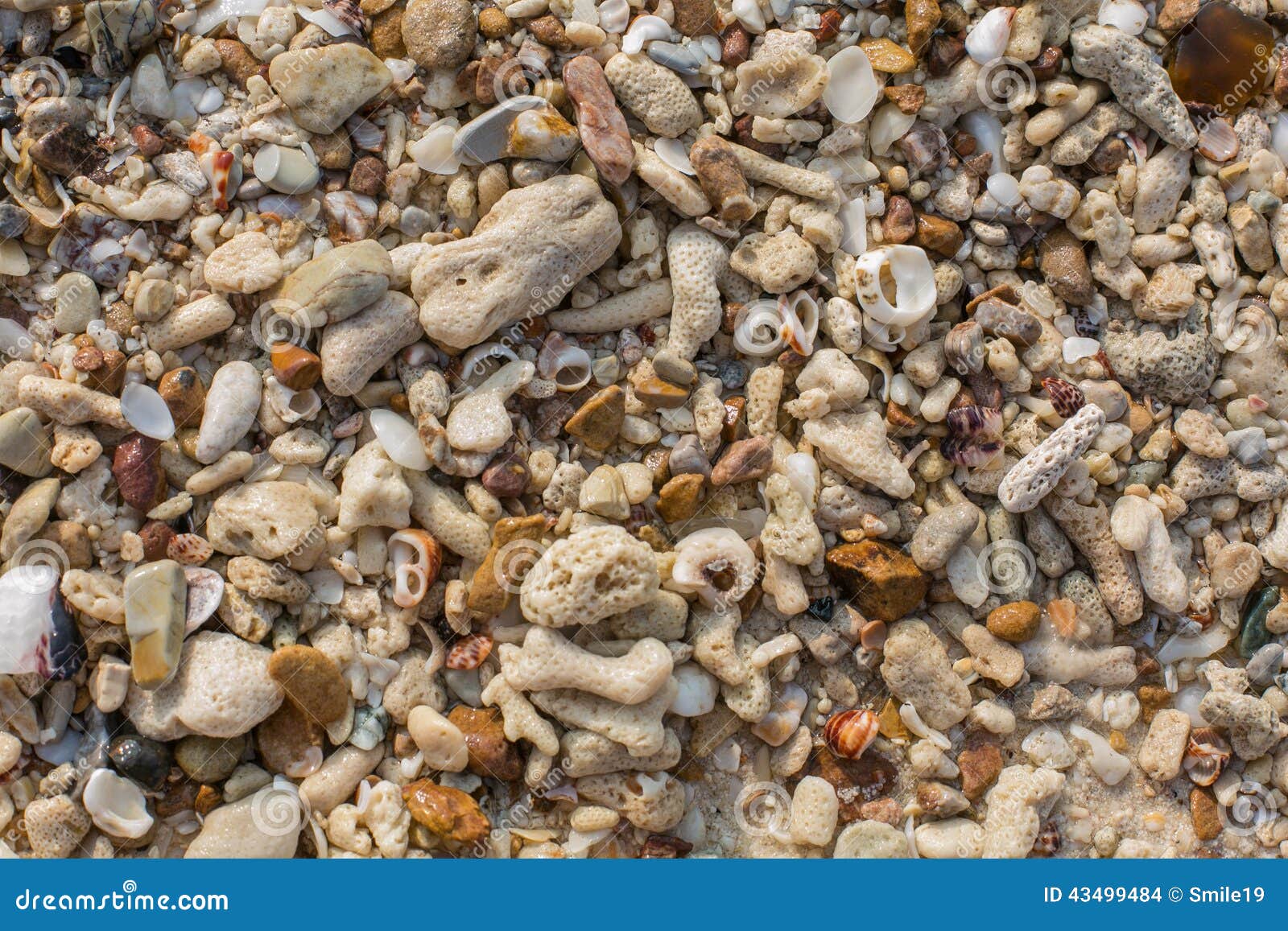 Sea Shell and Stone Pieces Texture Stock Photo - Image of ocean, clean ...
