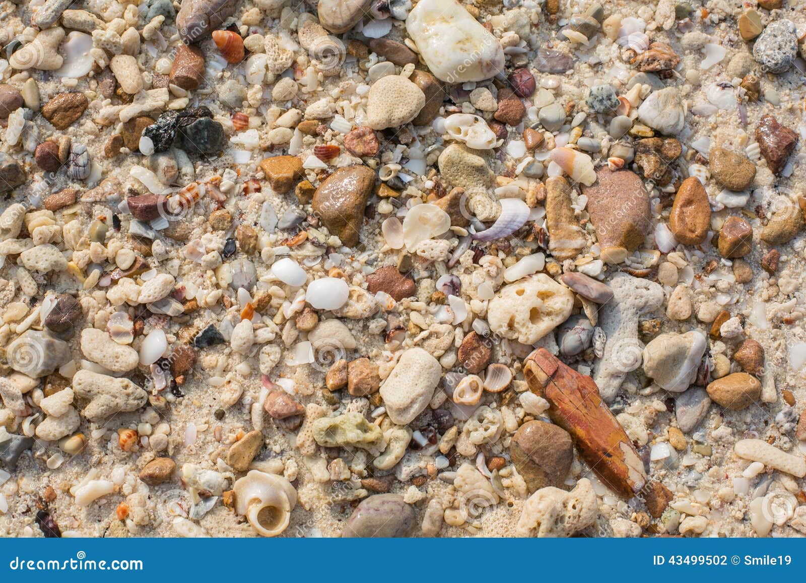 Sea Shell and Stone Pieces Texture Stock Photo - Image of natural ...