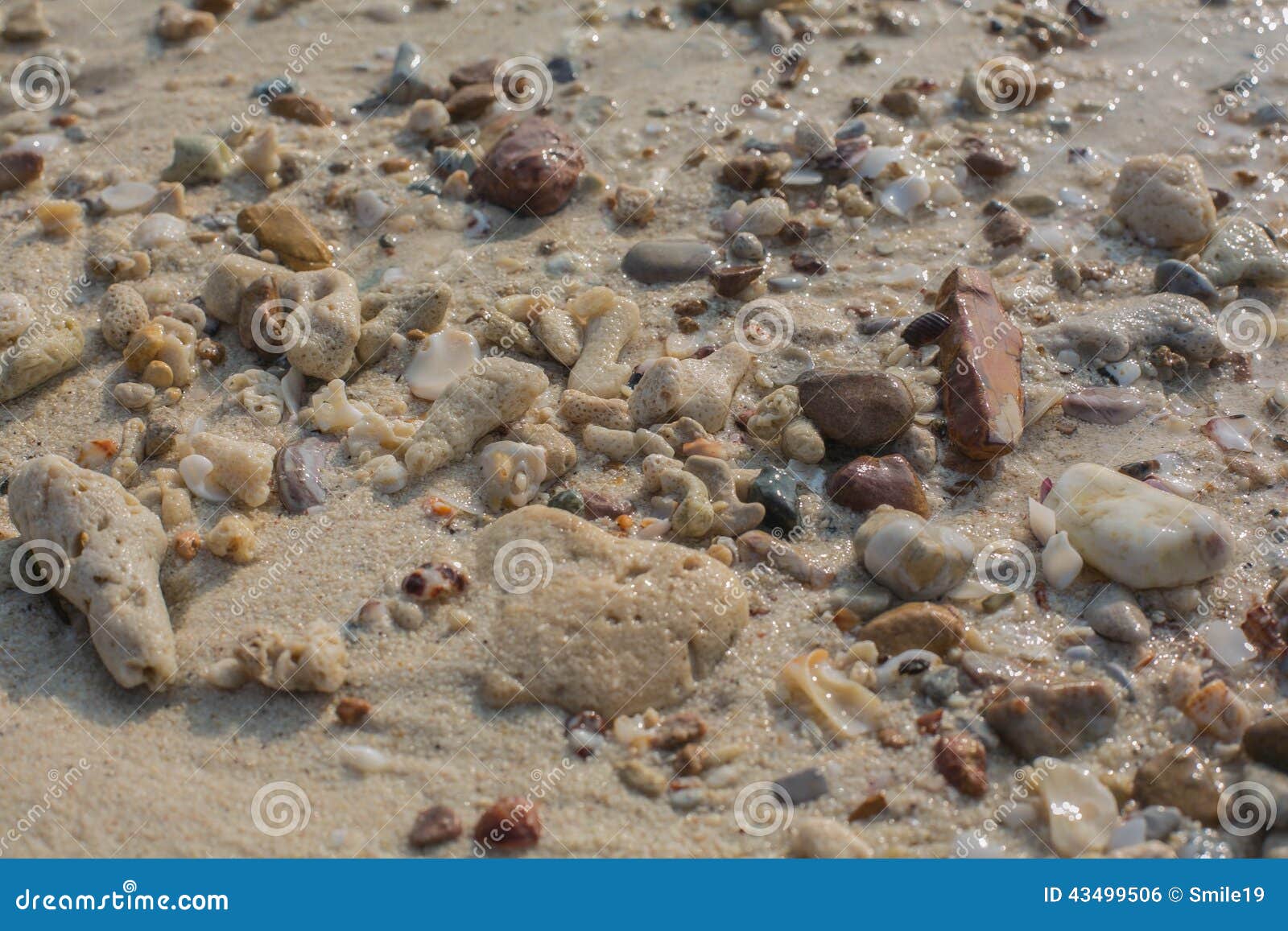 Sea Shell and Stone Pieces Texture Stock Photo - Image of sandy, grain ...