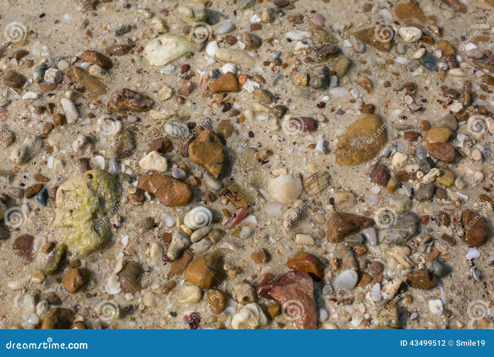 Sea Shell and Stone Pieces Texture Stock Photo - Image of beach ...